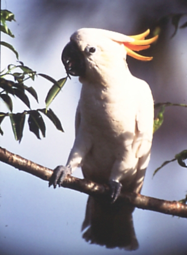 Sumba Island: Eco-Tourism in Laiwangi Wanggameti National Park