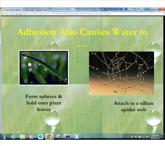 EC Honors Biology: Wednesday September 30th - Adhesion and Capillary Action
