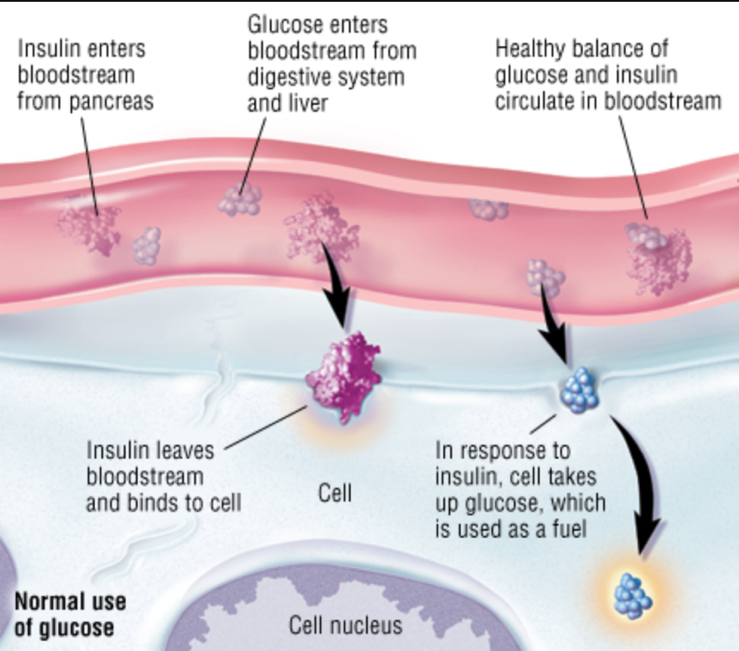 Biomedical sciences and pharmacology: Type 2 Diabetes Mellitus Treatment