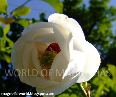 WORLD OF MAGNOLIAS: Magnolia "Colossus"