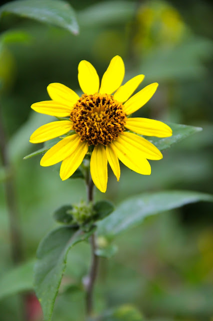 Hoot Owl Karma: September Sunflowers - Helianthus spp.