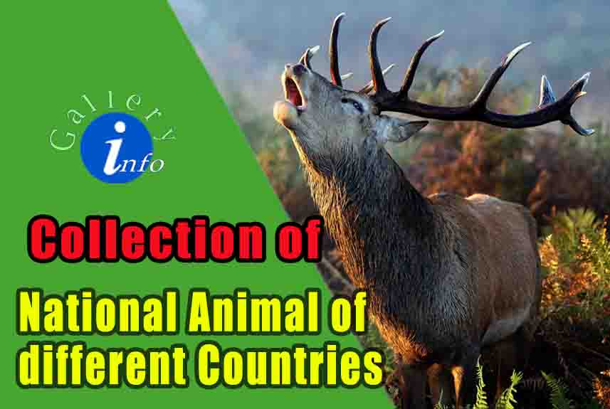 Collection of National Animals of Different Countries - Information ...