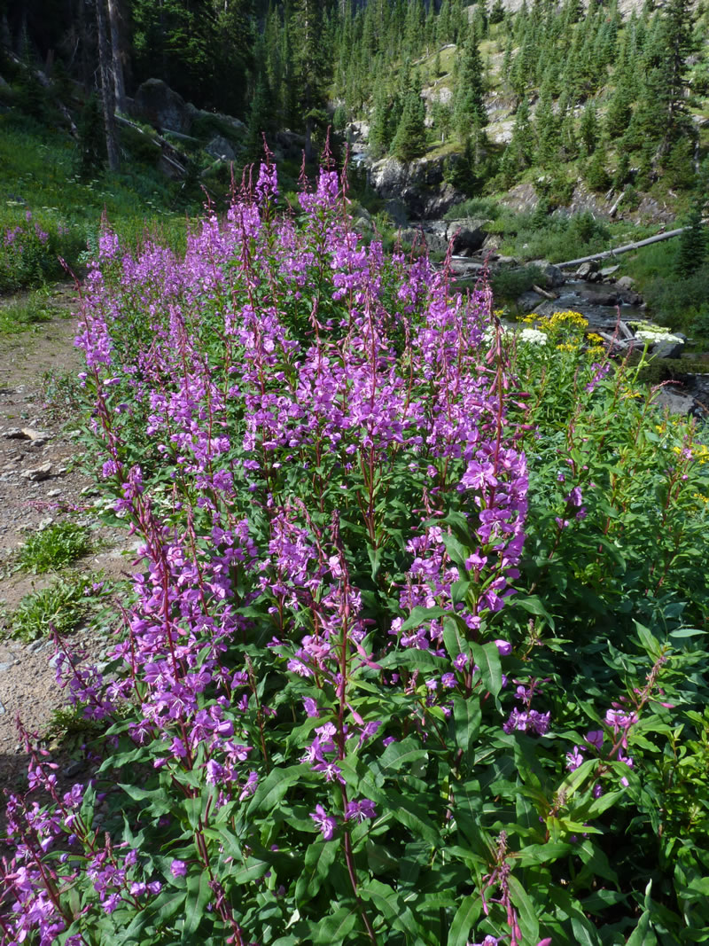 Stories from the Wigwam: Medicinal Monday - Fascinating Fireweed!