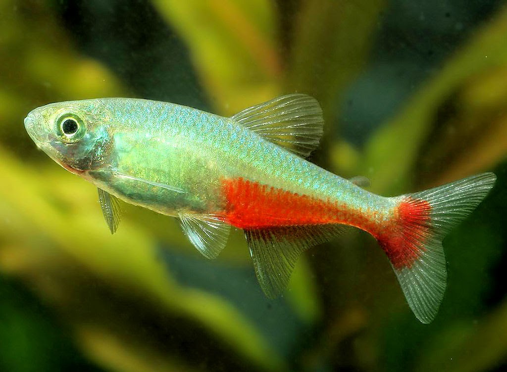 Alma d'Água: Peixes / Characiformes / Characidae