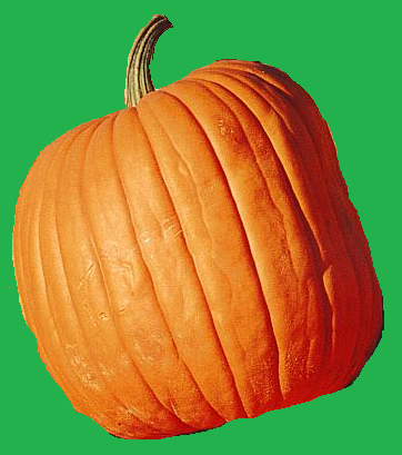CELTIC PUMPKIN: Some Interesting Facts About Pumpkins