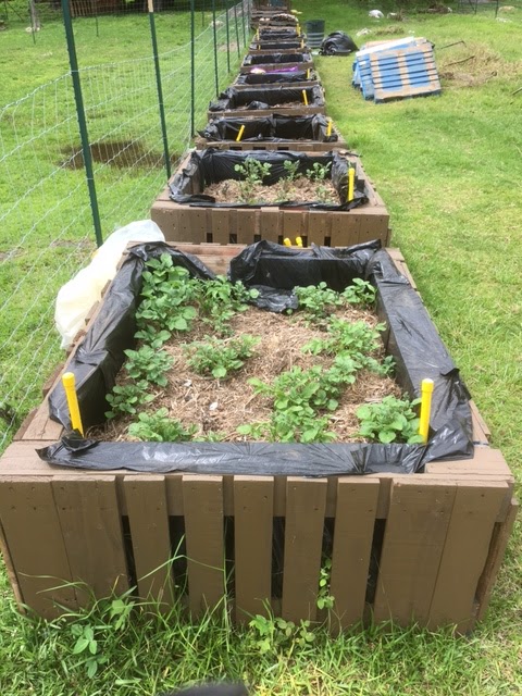 Homesteading in Hawaii: Pallet Boxes for Potatoes