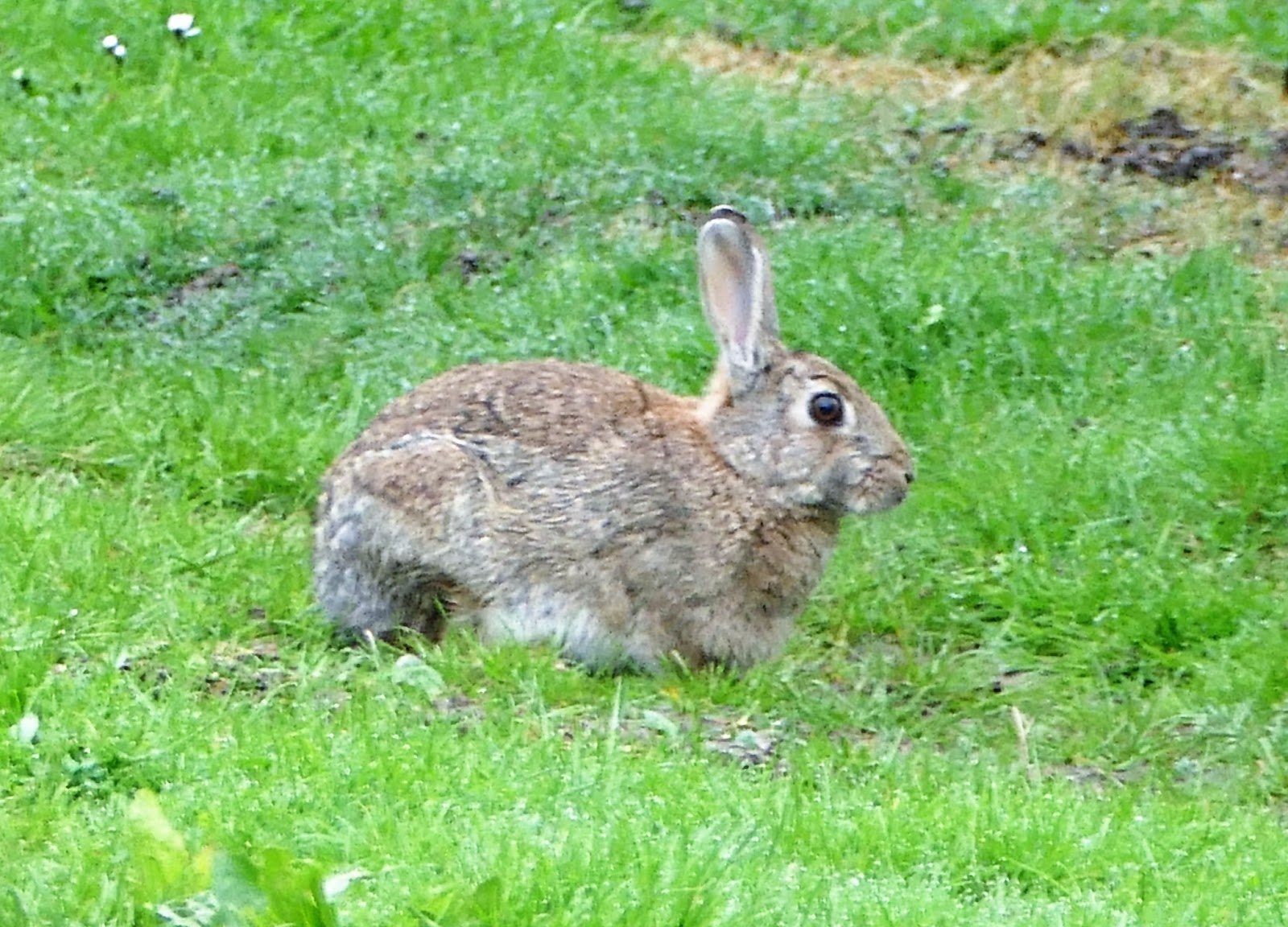 WALKING WITH THE MEDWAY WANDERER: Good Afternoon rabbits in the orchard ...