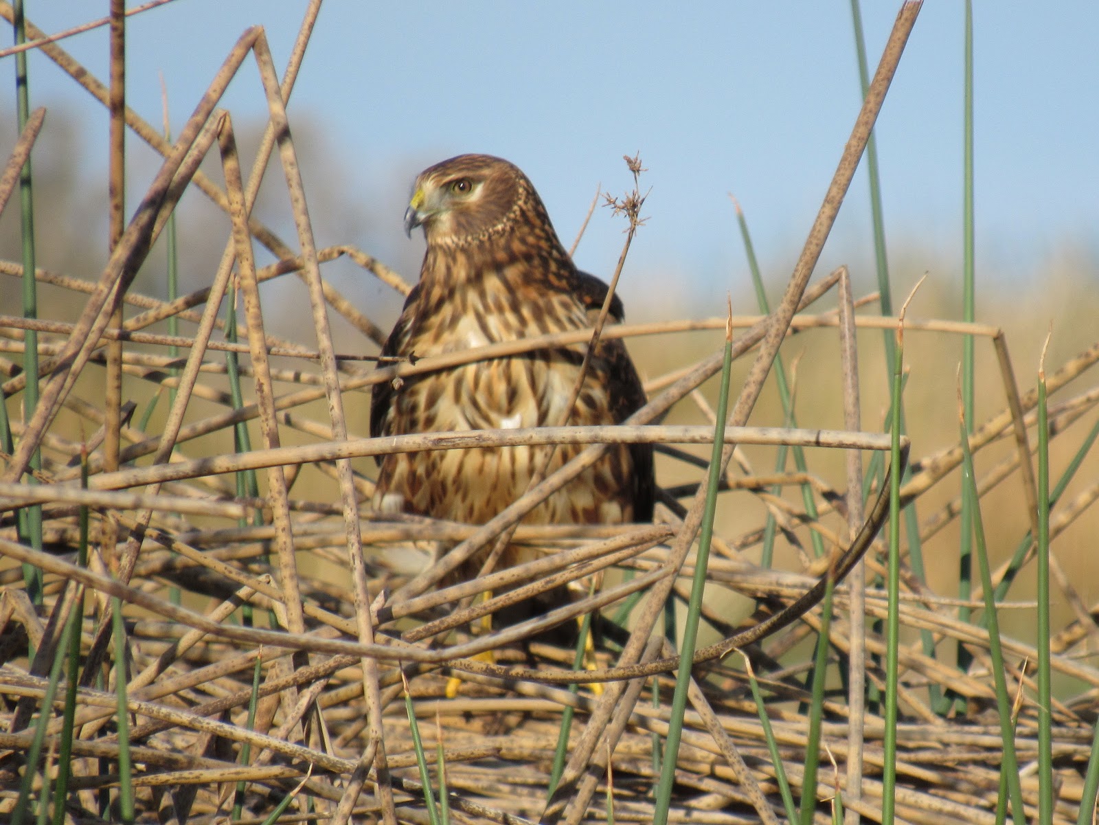 The Northern Harrier