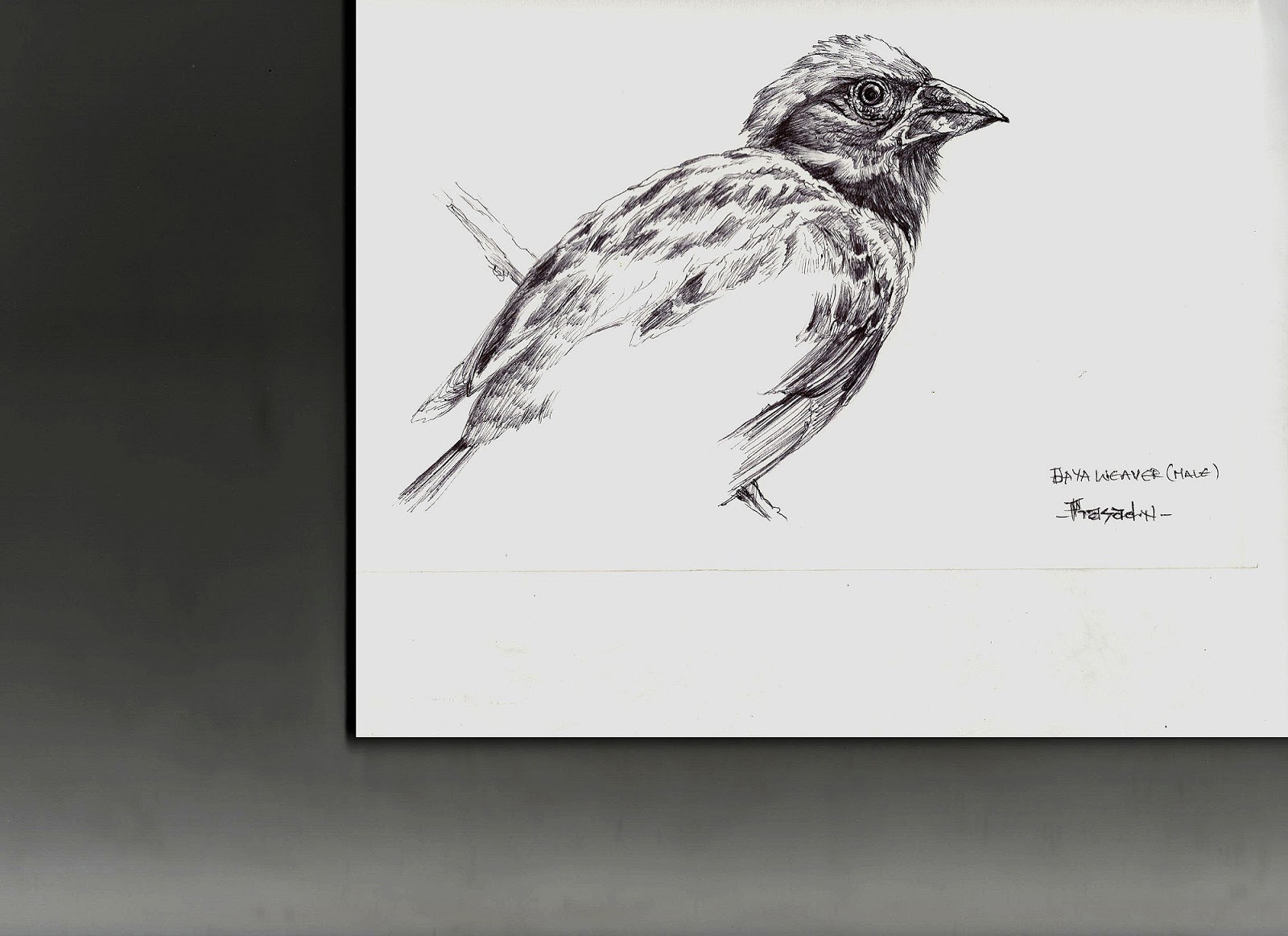 Weaver Bird Drawing