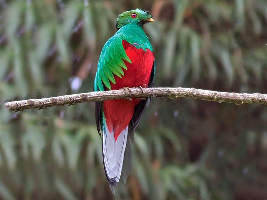 ANIMALS TIME : Quetzal (Gallery 6)