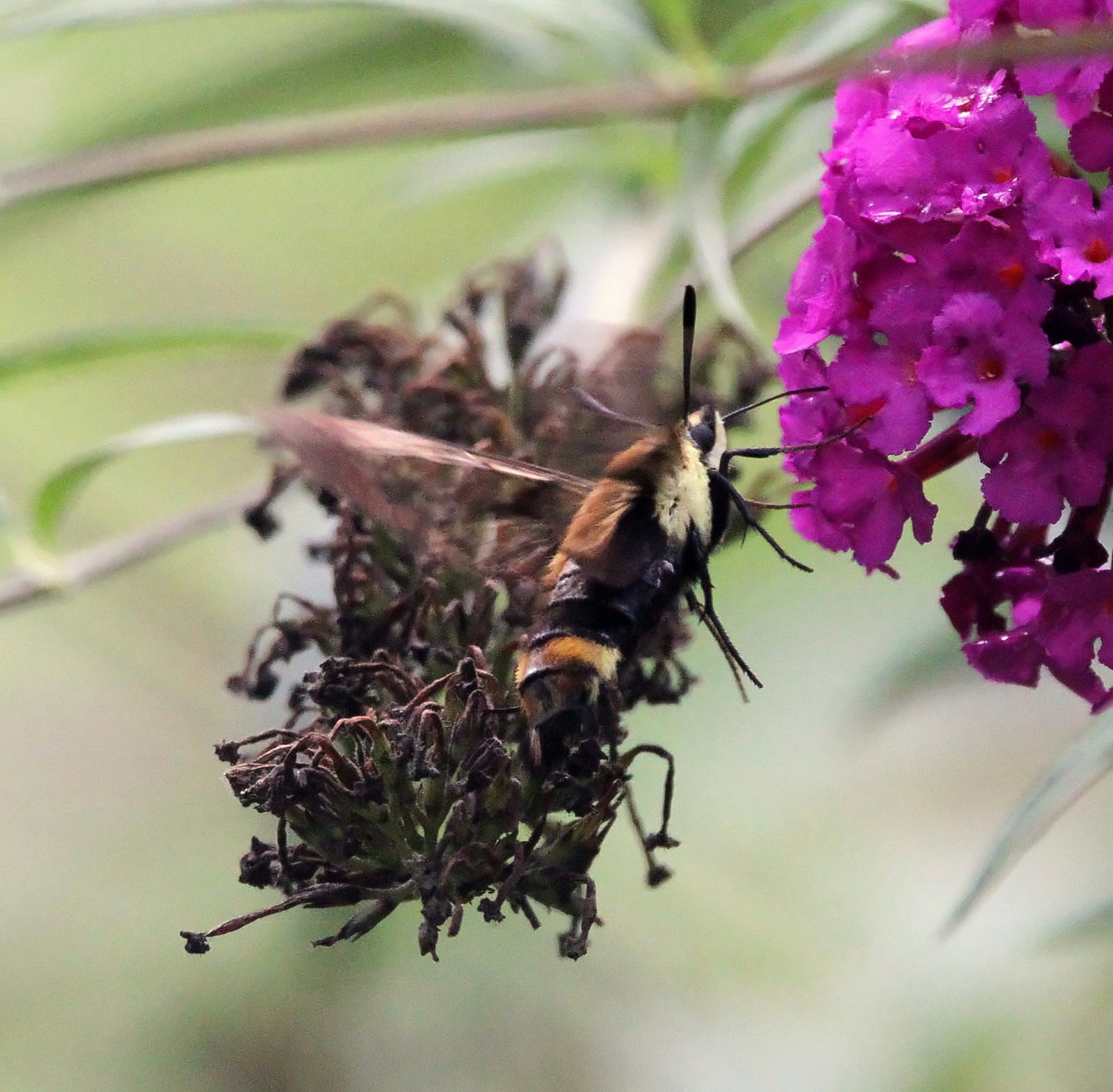 Gary's Outdoor Wanderings2: CLEAR WING MOTH AKA HUMMINGBIRD MOTH