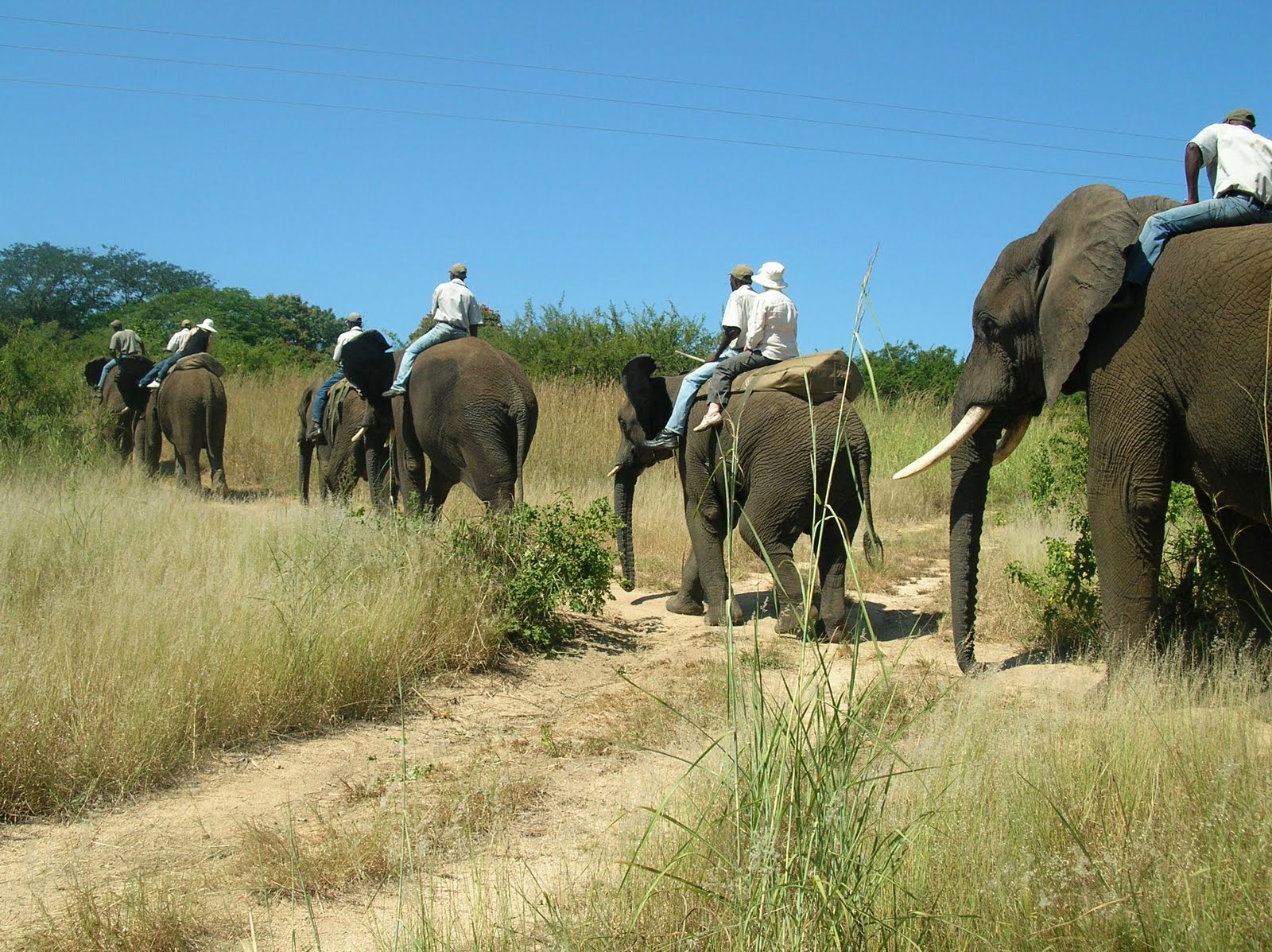 Circle of the Year: Close Encounters of the Elephant Kind