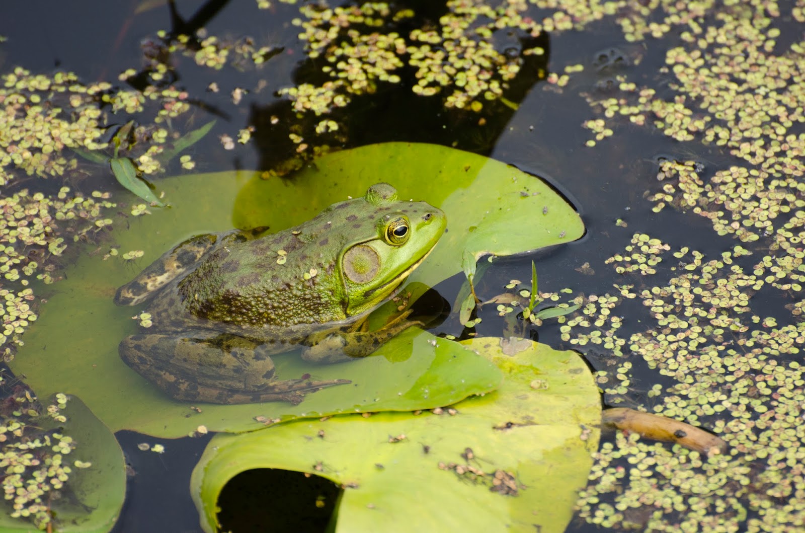 Urban Wildlife Guide: Great Swamp National Wildlife Refuge