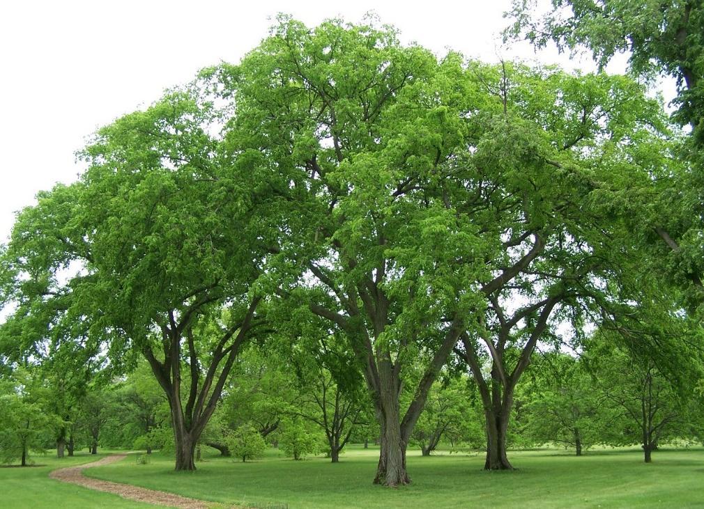 Real Elm Tree Facts