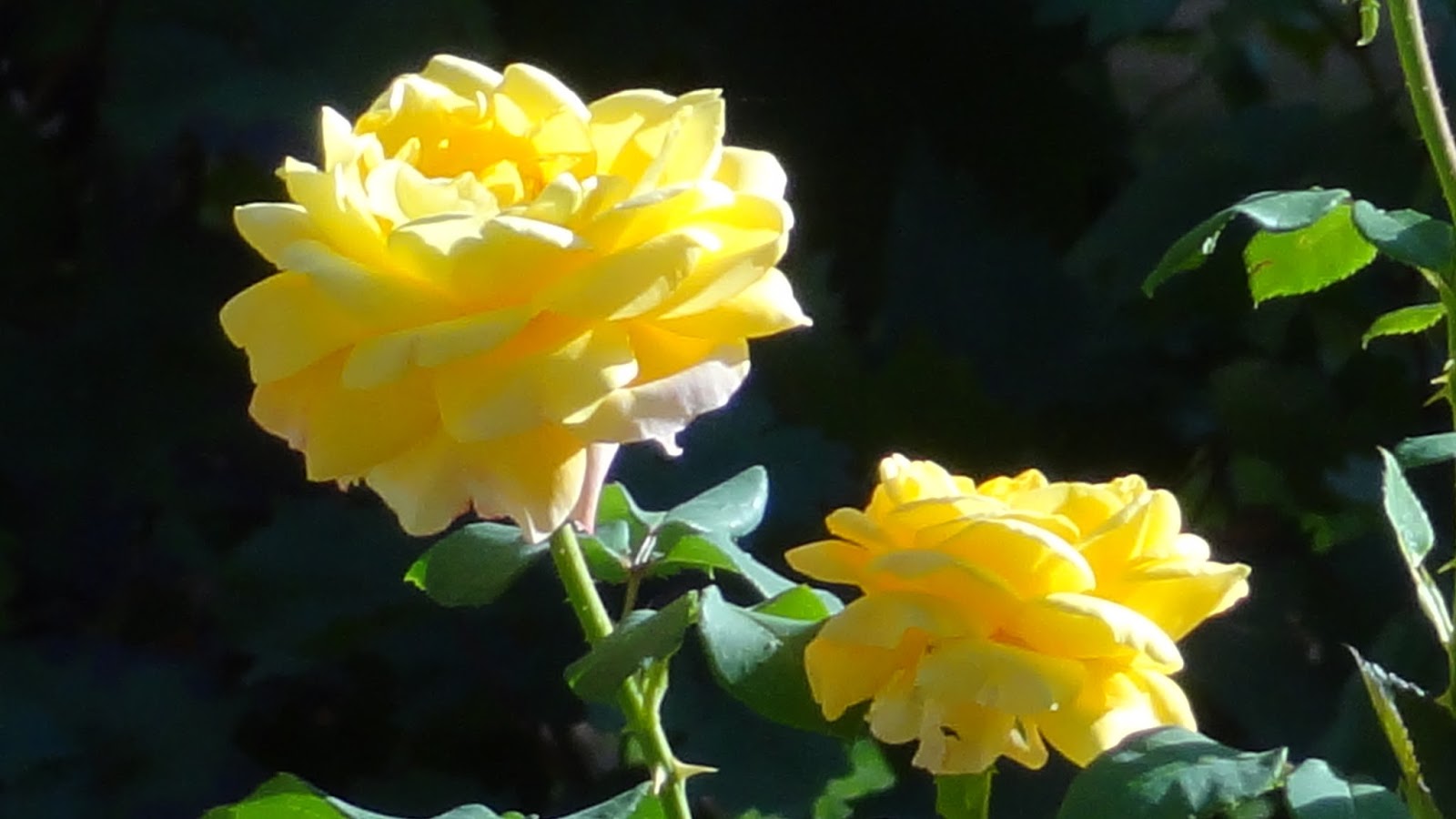 podi és podi: ROSA ROSAE