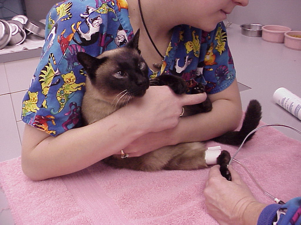 Exclusively Cats Veterinary Hospital Blog: Feline Hypertension: What ...