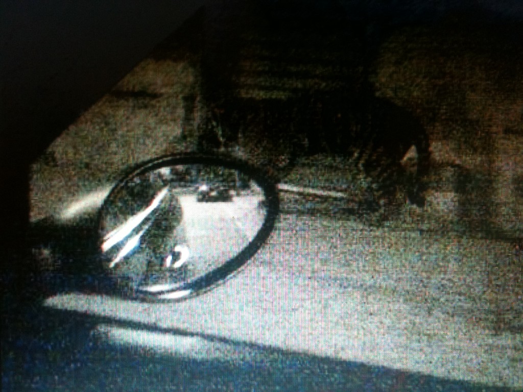 robina gokongwei - philippin news collections