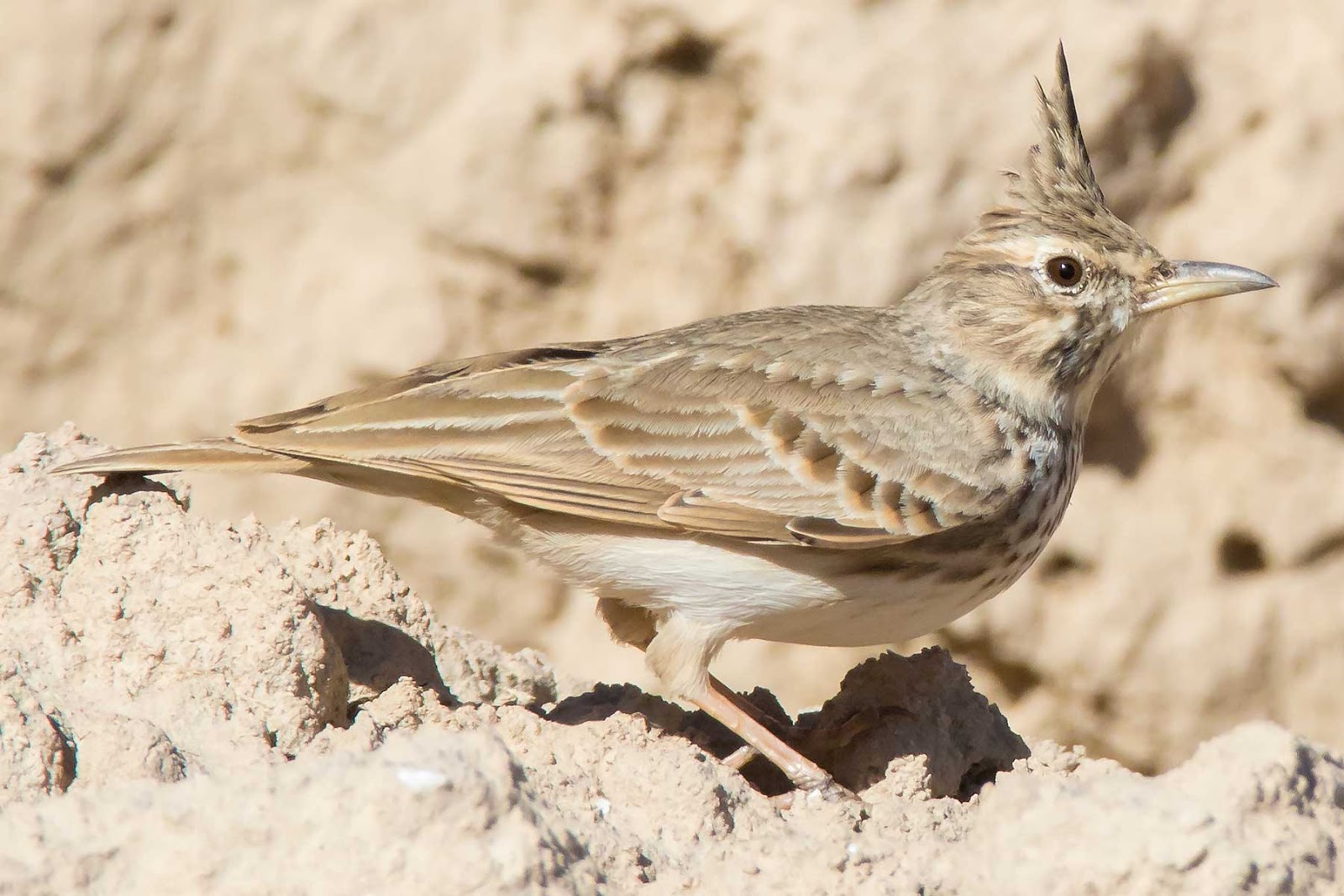 Birding Costa Blanca: Crested lark vs Thekla Lark ID Guide