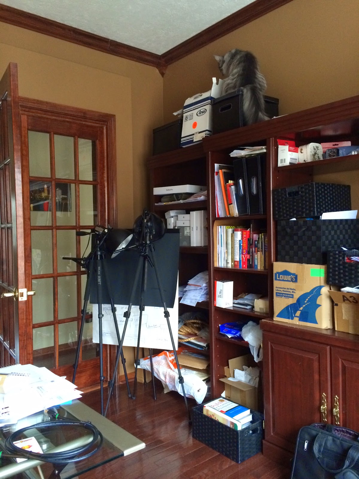 Our Plain City Life: Cat, the Office Assistant