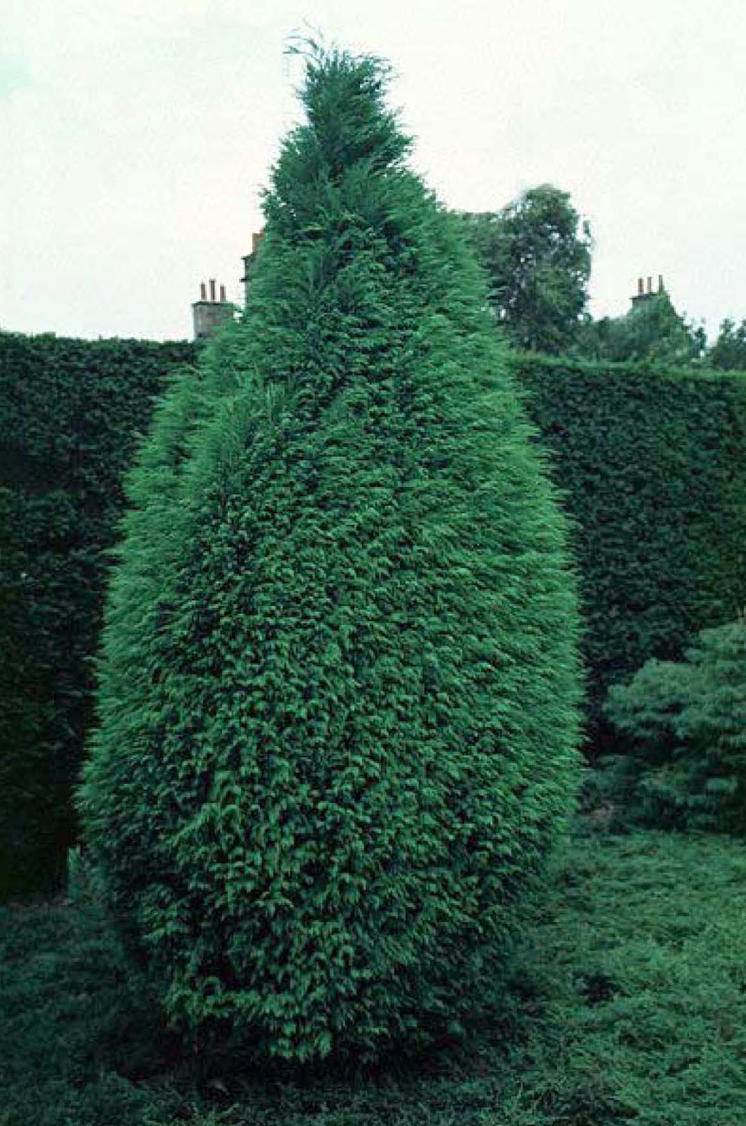 Beechwood Landscape Architecture and Construction: Featured Plant of ...