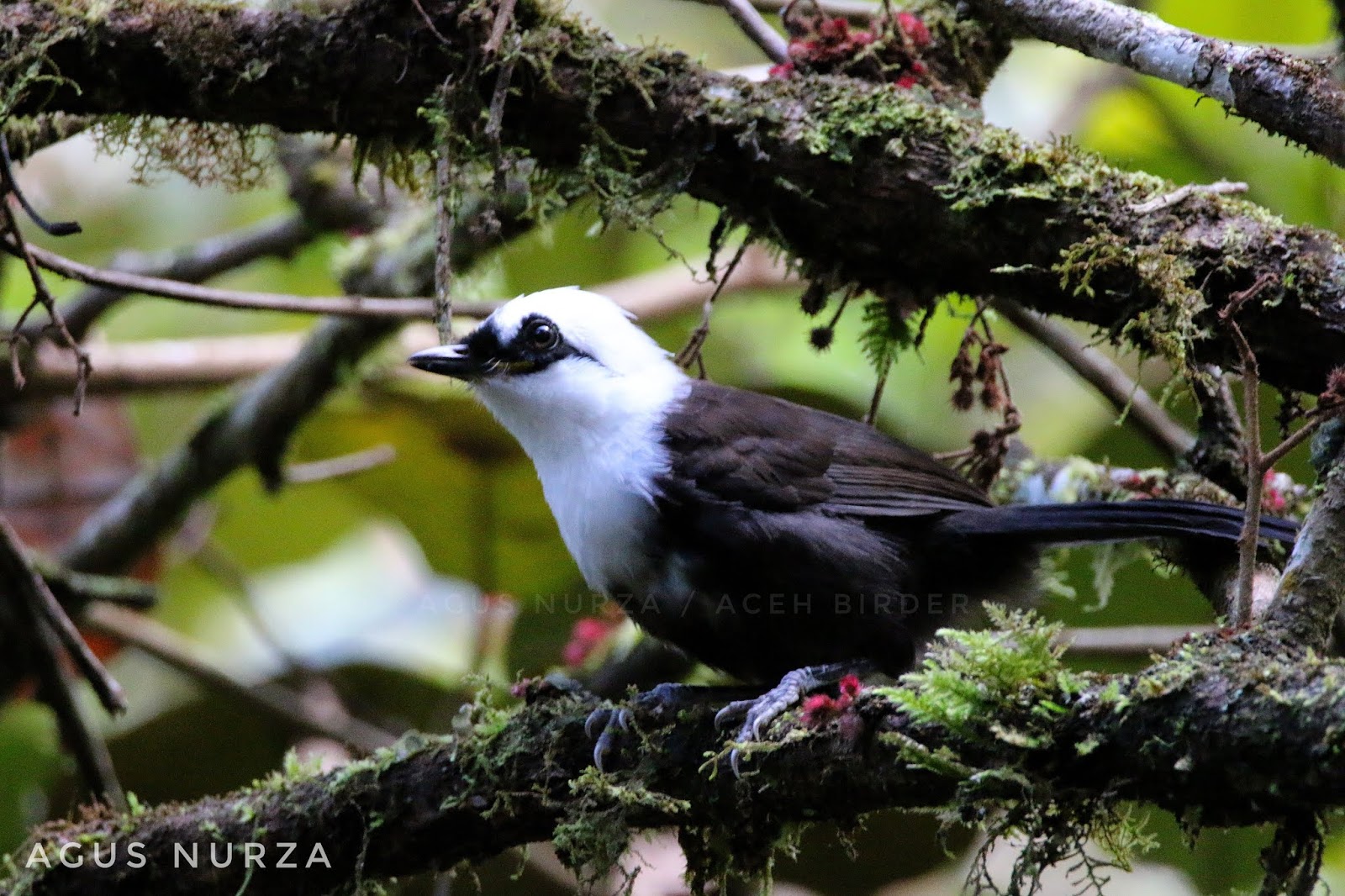 Birding in Sumatra, Birding in Indonesia: BIRDING IN GAYO HIGHLANDS SUMATRA