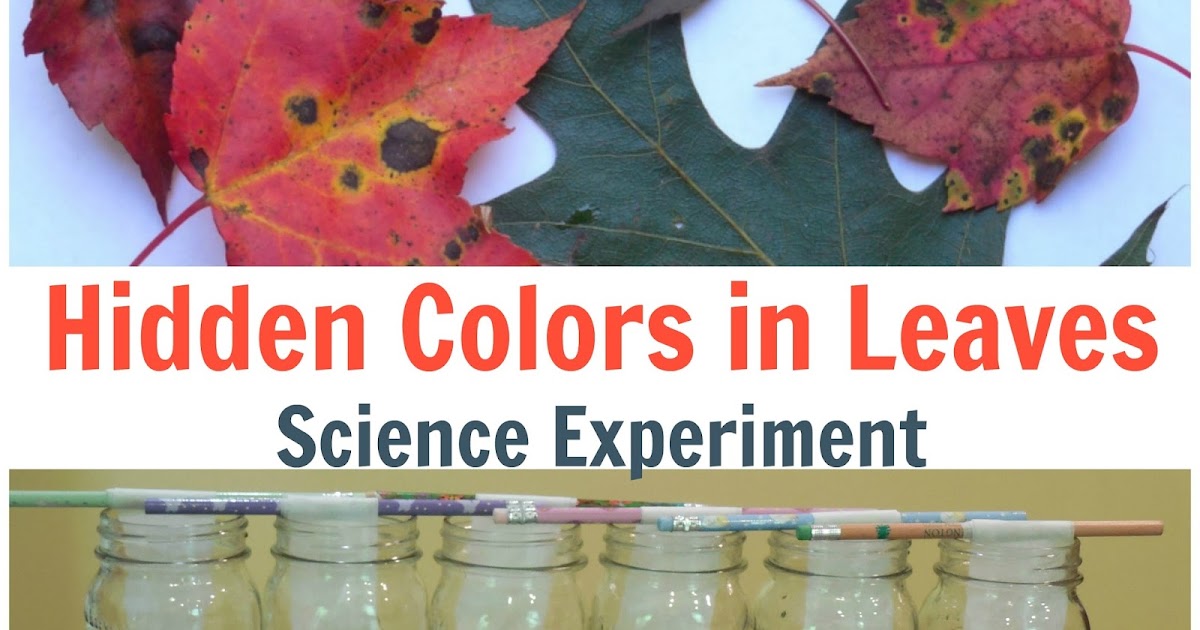 Share it! Science : Science Experiment: The Hidden Colors in a Leaf