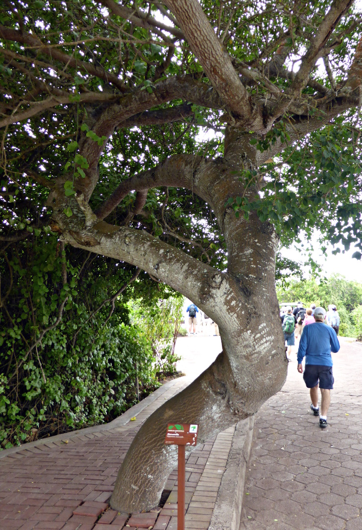 Another Side of this Life: Galapagos: Santa Cruz (Part 1 of 2)