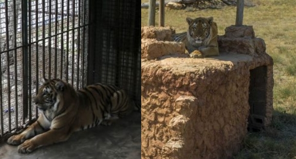 “And in a particularly macabre turn of events, his partner was even ...