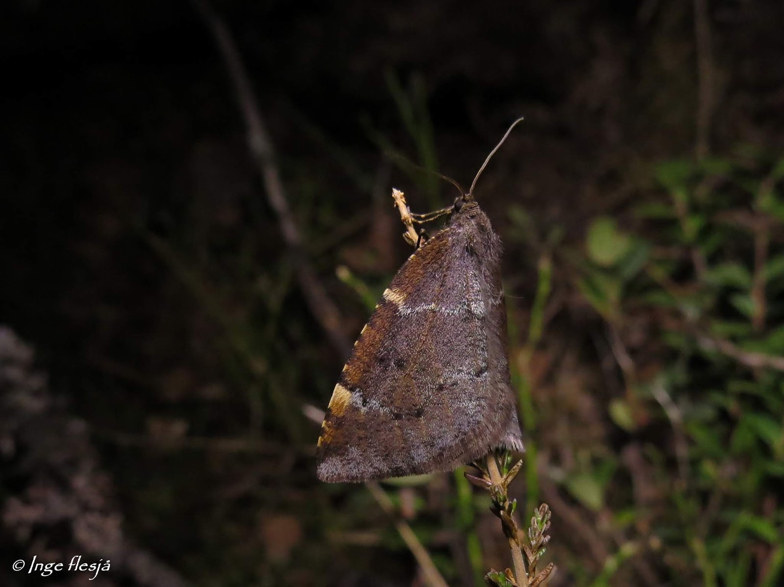 NaturFotoz: LepiLED - Moth Trapping. Iveland 18-20. april 2019