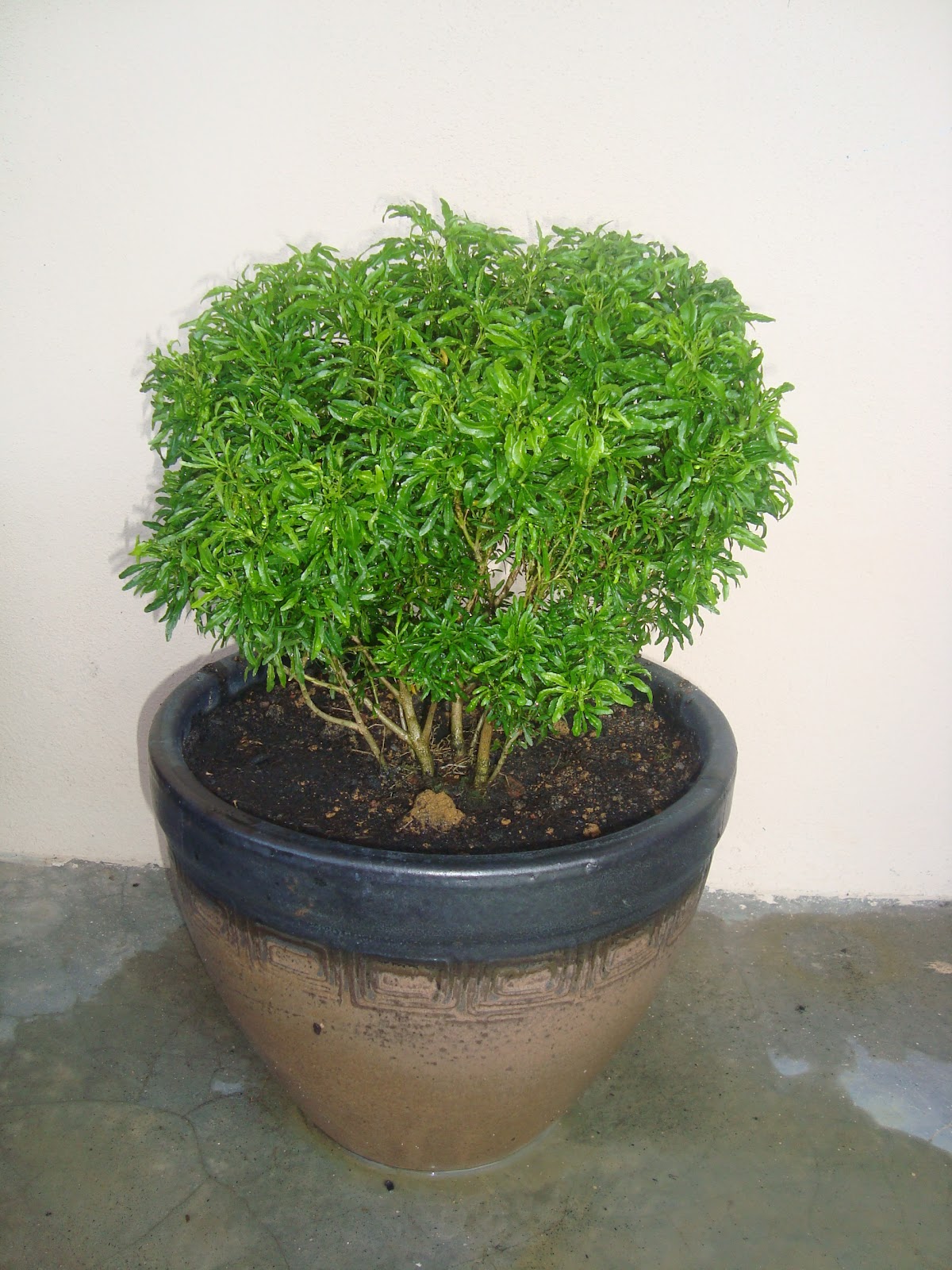 .:dahulu,kini dan selamanya:.: pokok oh pokokku..hijAunya lamanku..