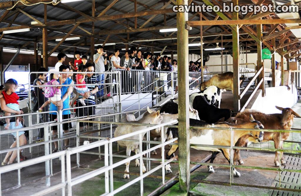 Entree Kibbles: Hay Dairies Goat Farm [Buy Goat's Milk] @ Kranji ...