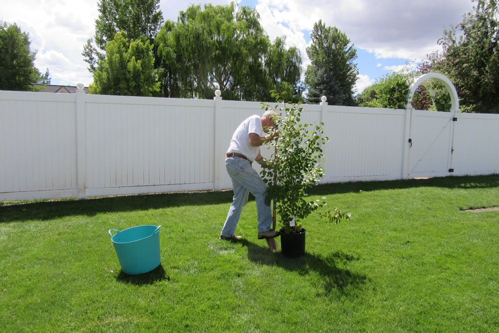 Mother Nature's Montrose Garden: Plant of the Month (June) : Western ...