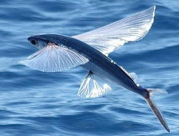 Mengenal Ikan Terbang Atau Ikan Torani | IKAN DAN LAUT