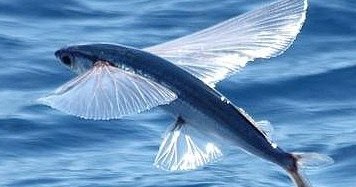 Mengenal Ikan Terbang Atau Ikan Torani - IKAN DAN LAUT