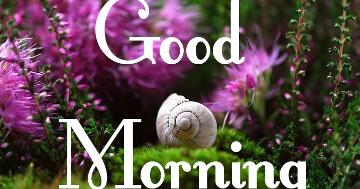 Top 10 Good Morning Images greating Pictures,Photos for Whatsapp - Good ...