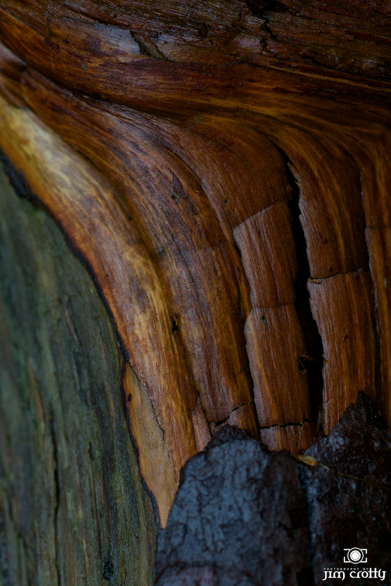 Pixels and Pics: Spring Nature Photography is Best in the Rain