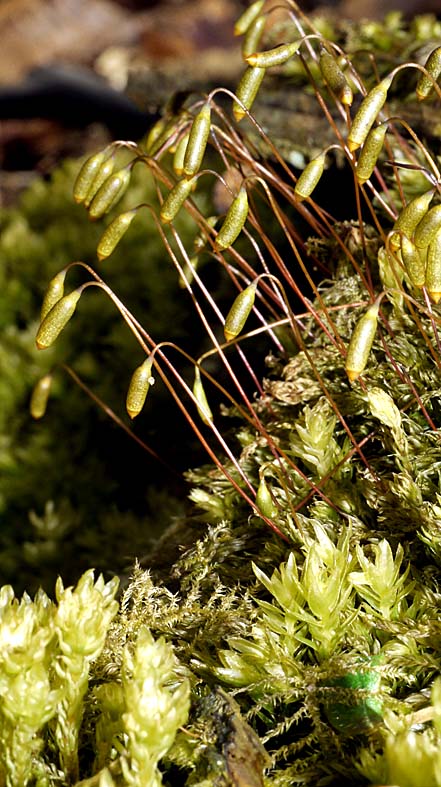 CABINET OF CURIOSITIES: Elegant moss capsules