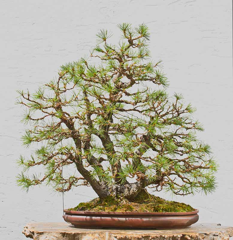 Walter Pall Bonsai Adventures: Japanese White Pine #7