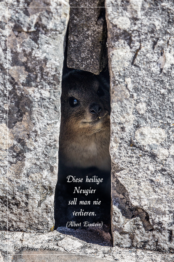 Artifactum ver@bilis Blog: Zitat im Bild - über die Neugier