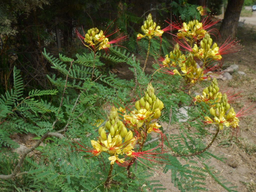 Aromito en flor: Barba de chivo- Caessalpinia Gilliesii