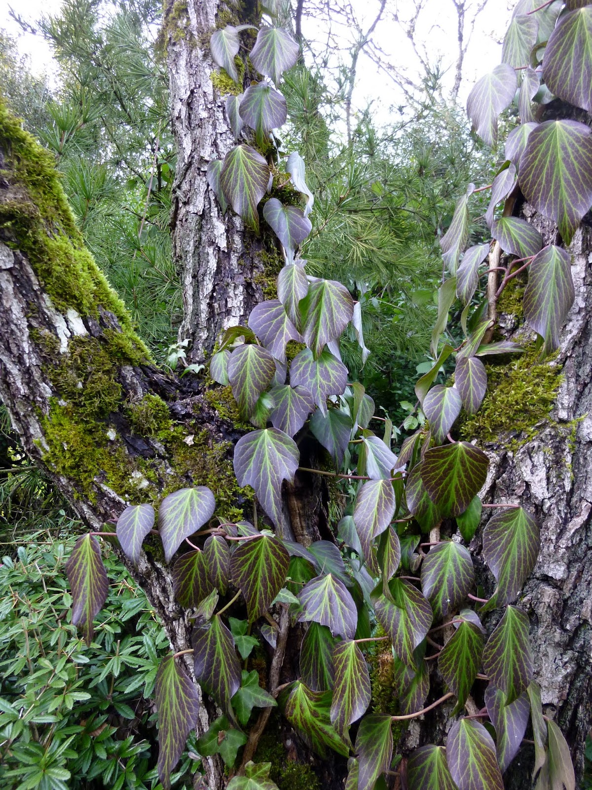danger garden: Touring the plants at the Oregon Zoo