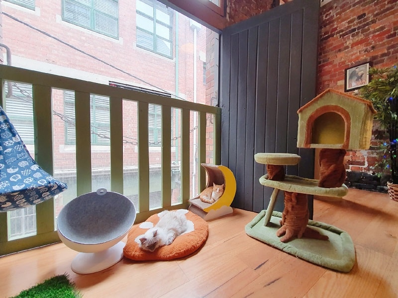 Cat Café Melbourne For Urban Women Awarded Top 100 Urban Blog Fashion Lifestyle And Travel