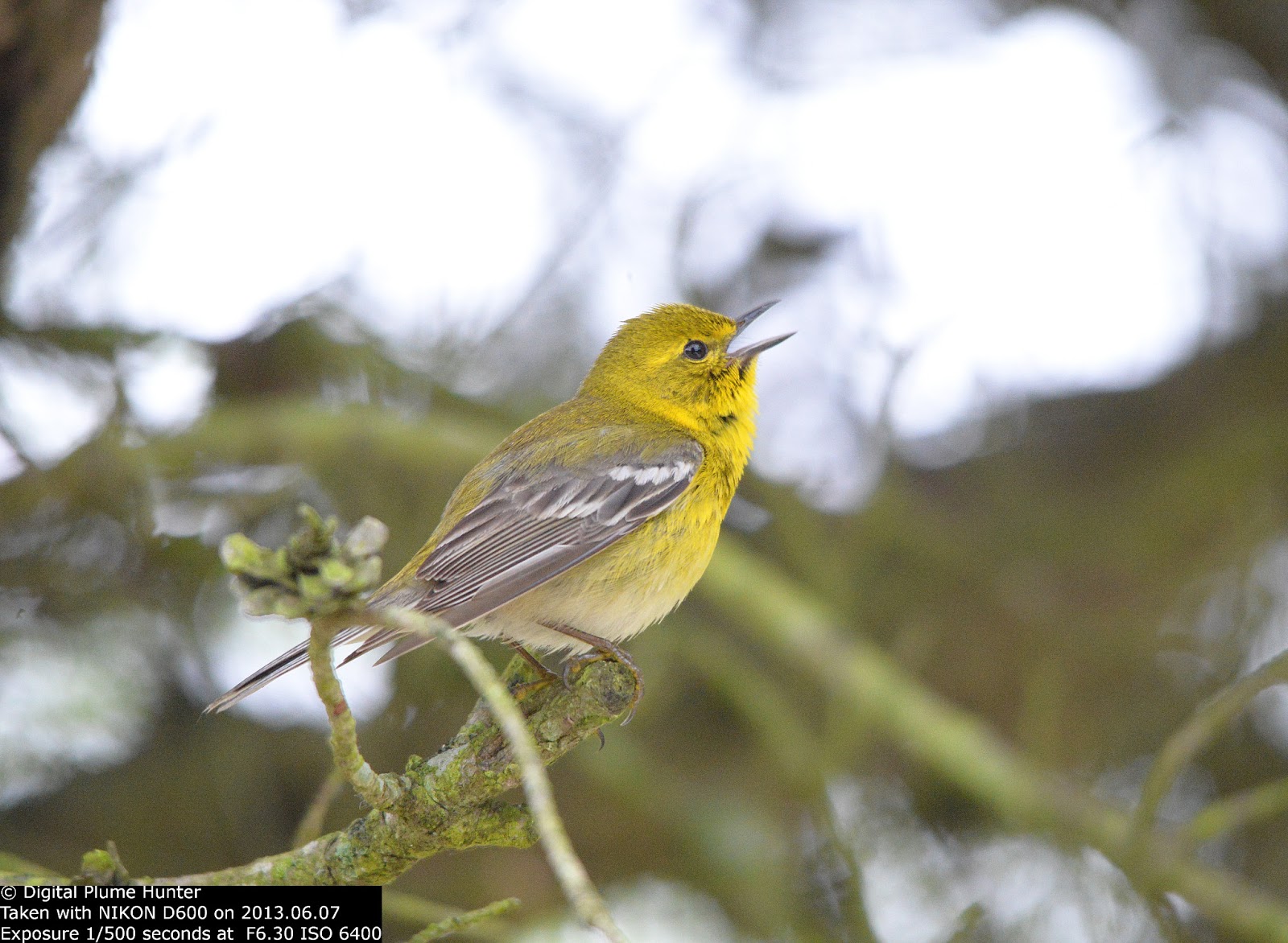 Hunting Digital Plumes in the US and Beyond: Indigo Bunting, Blue ...