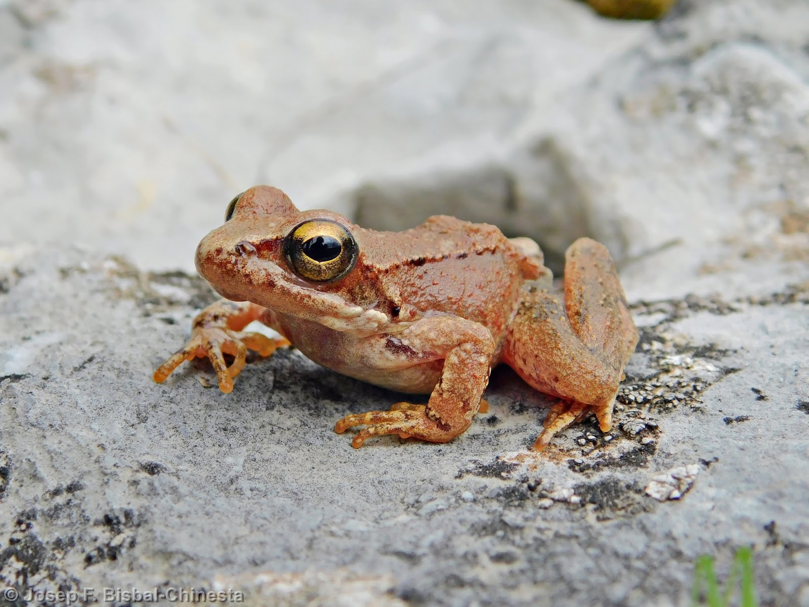 Sargantanes i Dragons: Rana graeca - Granota grega