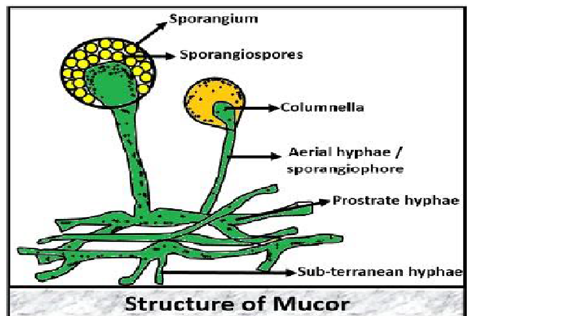 Mucor Diagram