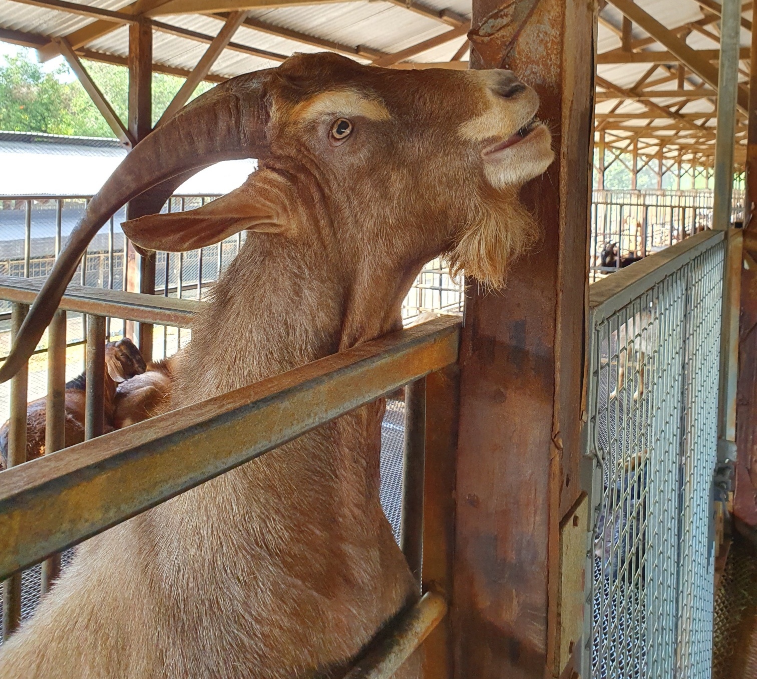 Laura in Singapore: Needles and Wattles!