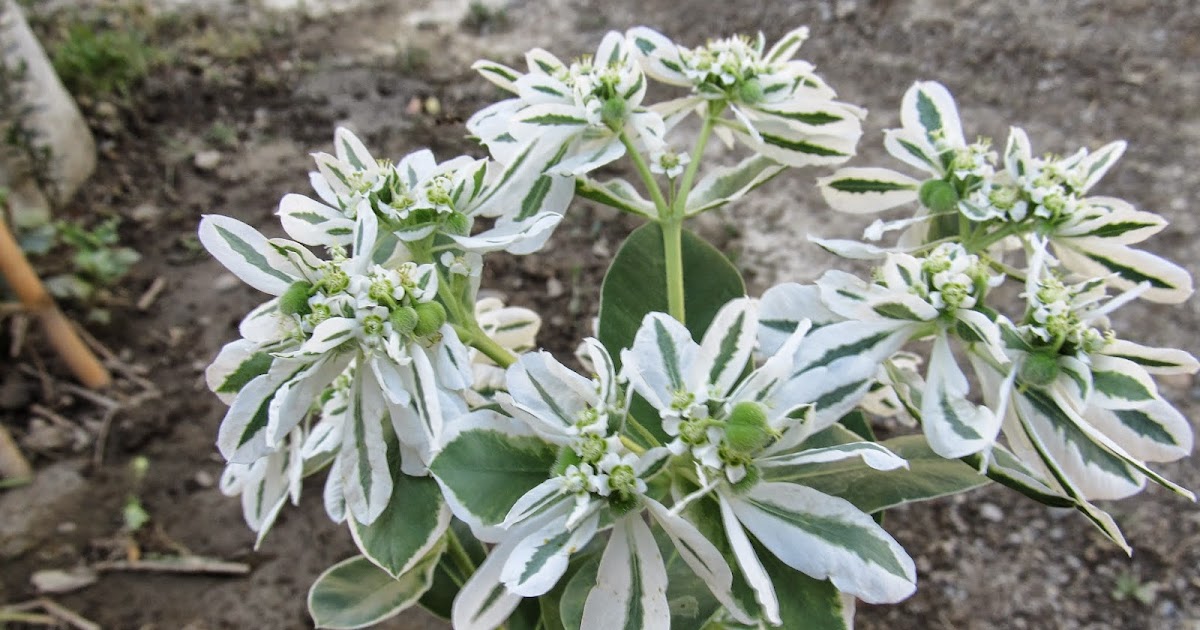 Cittaslow Botanik Park: ALACALI SÜTLEĞEN VE ATATÜRK ÇİÇEĞİ