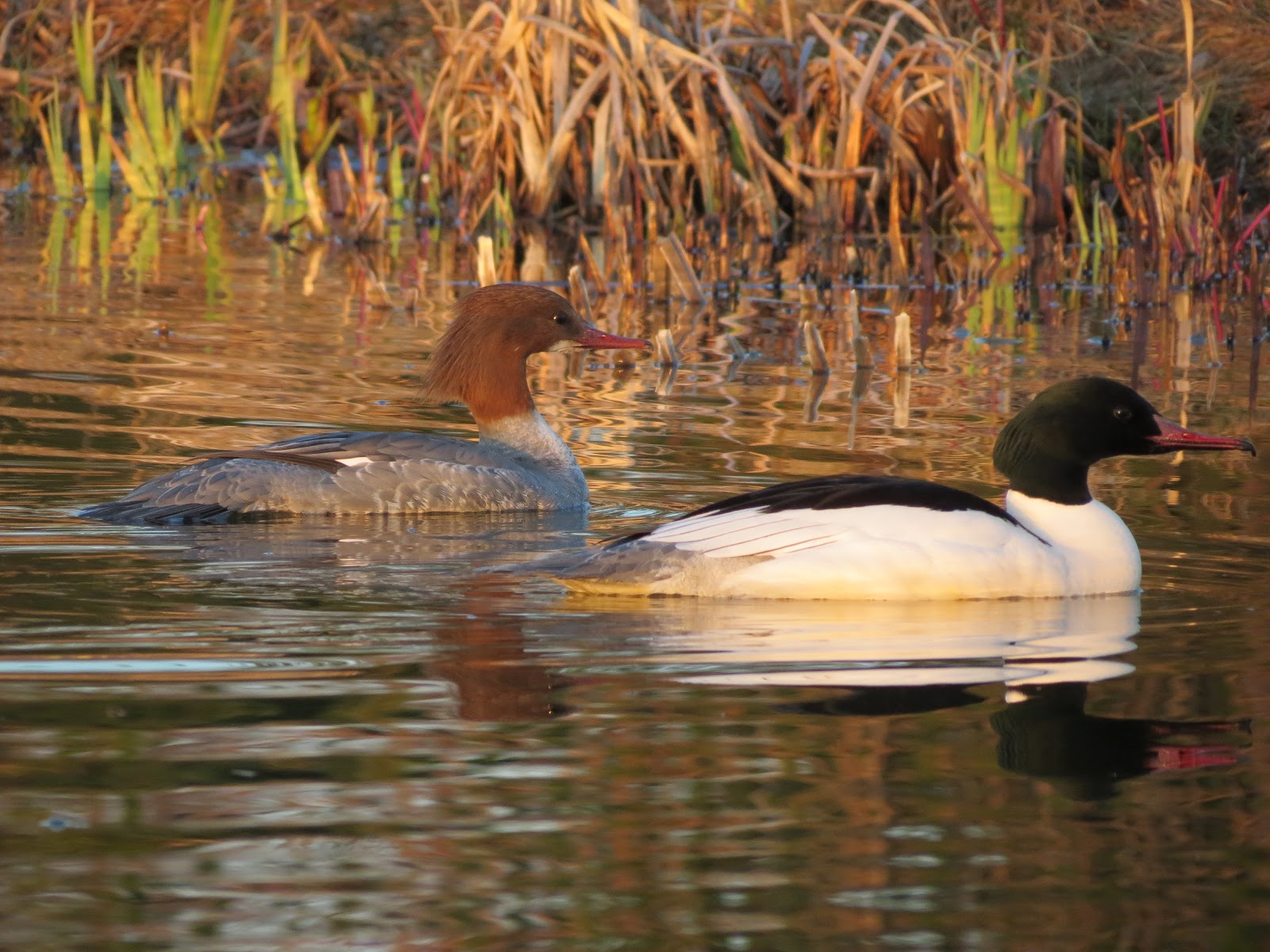 "geblitz-dingst": am Enten-Weiher