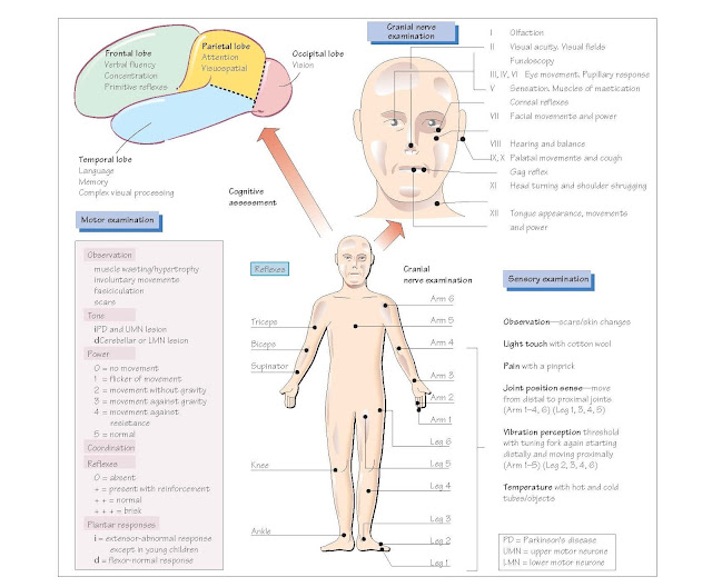Examination Of The Nervous System - pediagenosis
