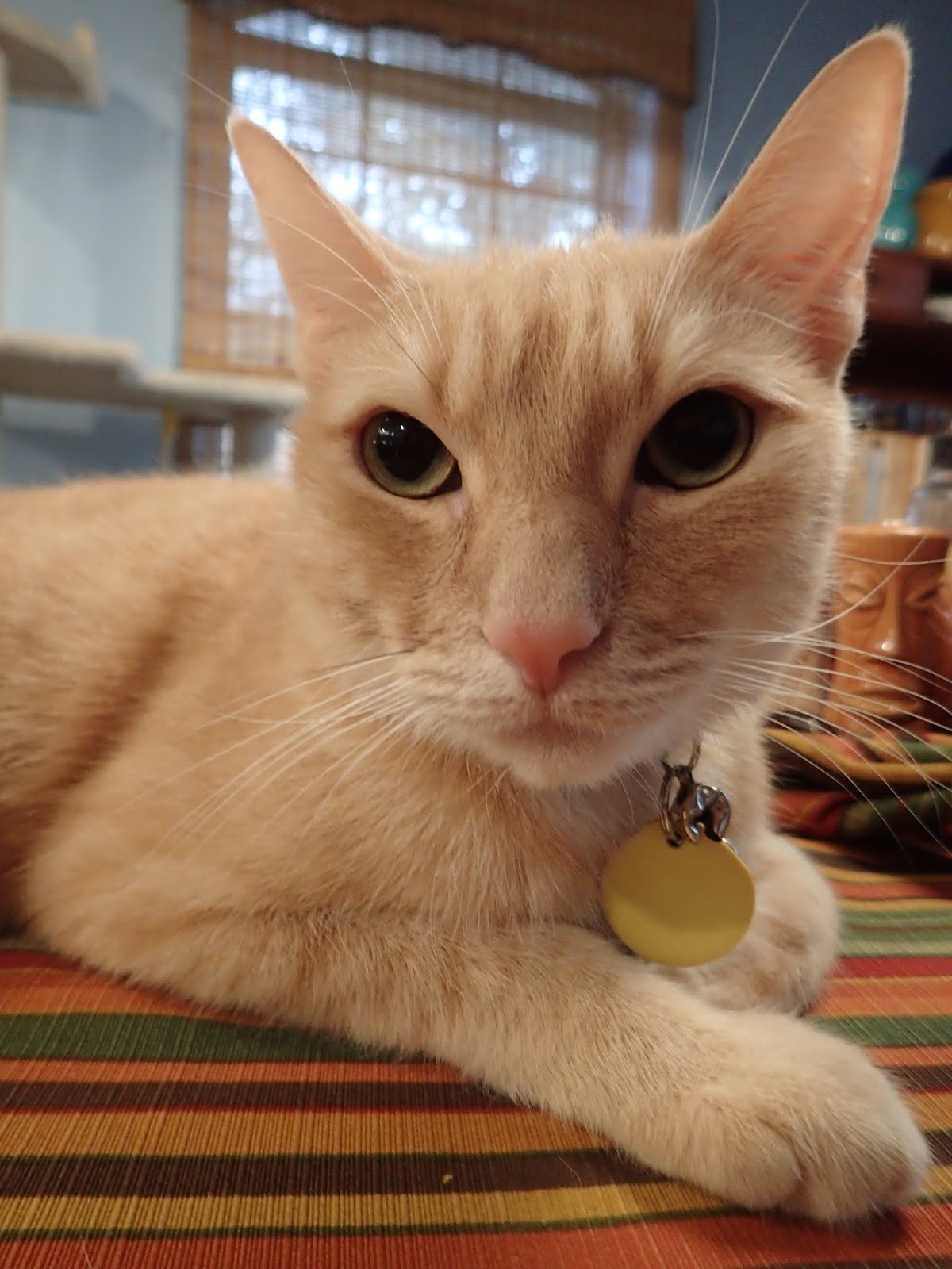 Lone Star Cats: Caw-shush-ly Optimistic